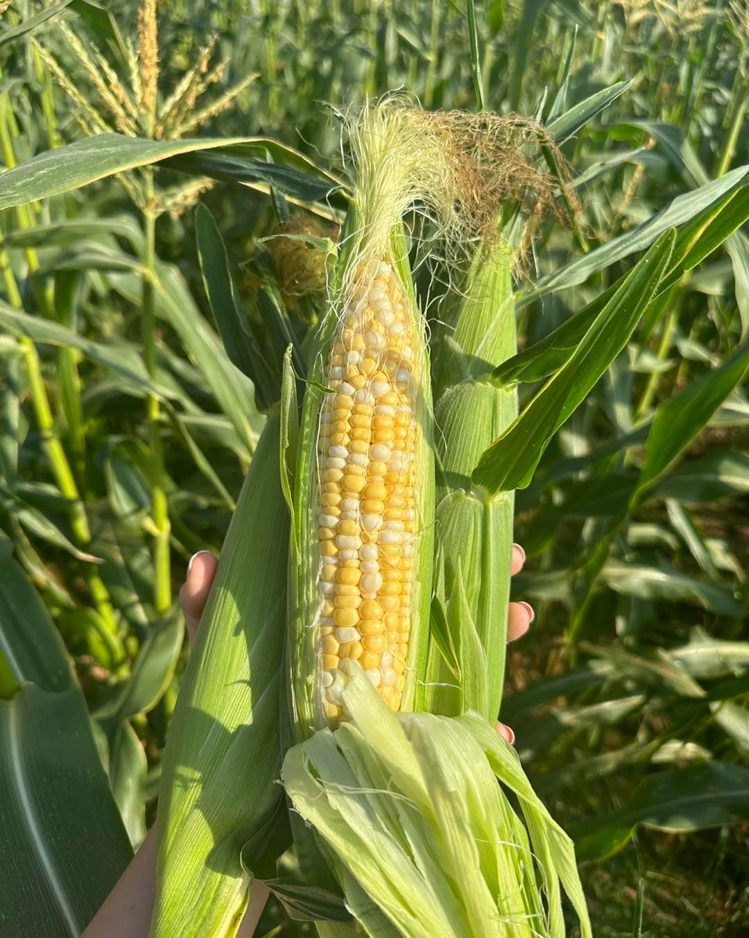 Corn Add-On | Charlie's U-Pik